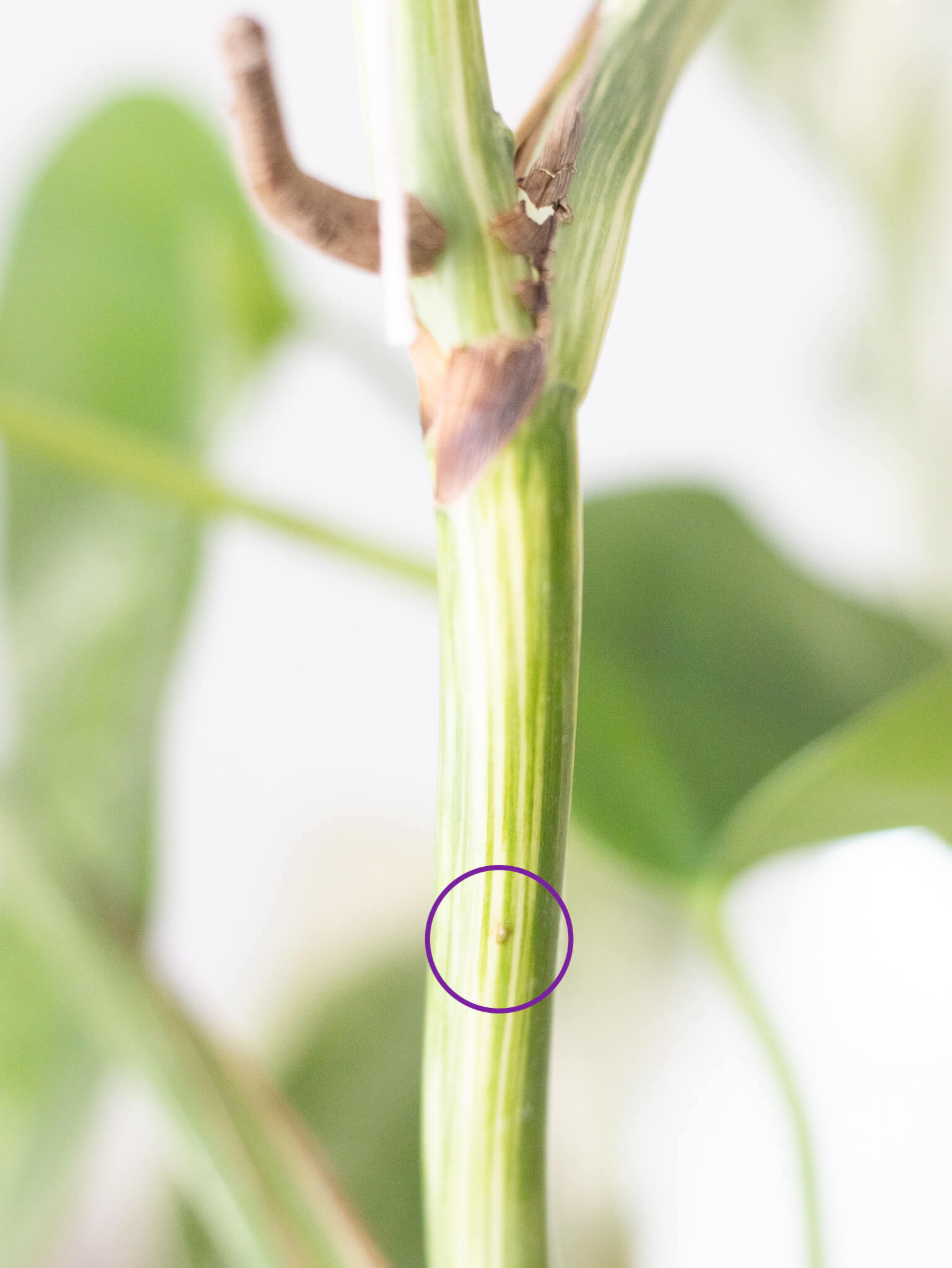 Monstera durch Ableger vermehren+ Tipps und Tricks!