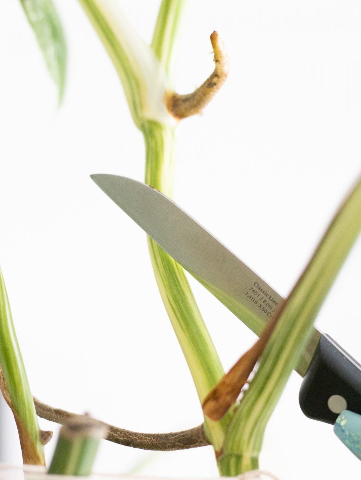 Monstera durch Ableger vermehren+ Tipps und Tricks!