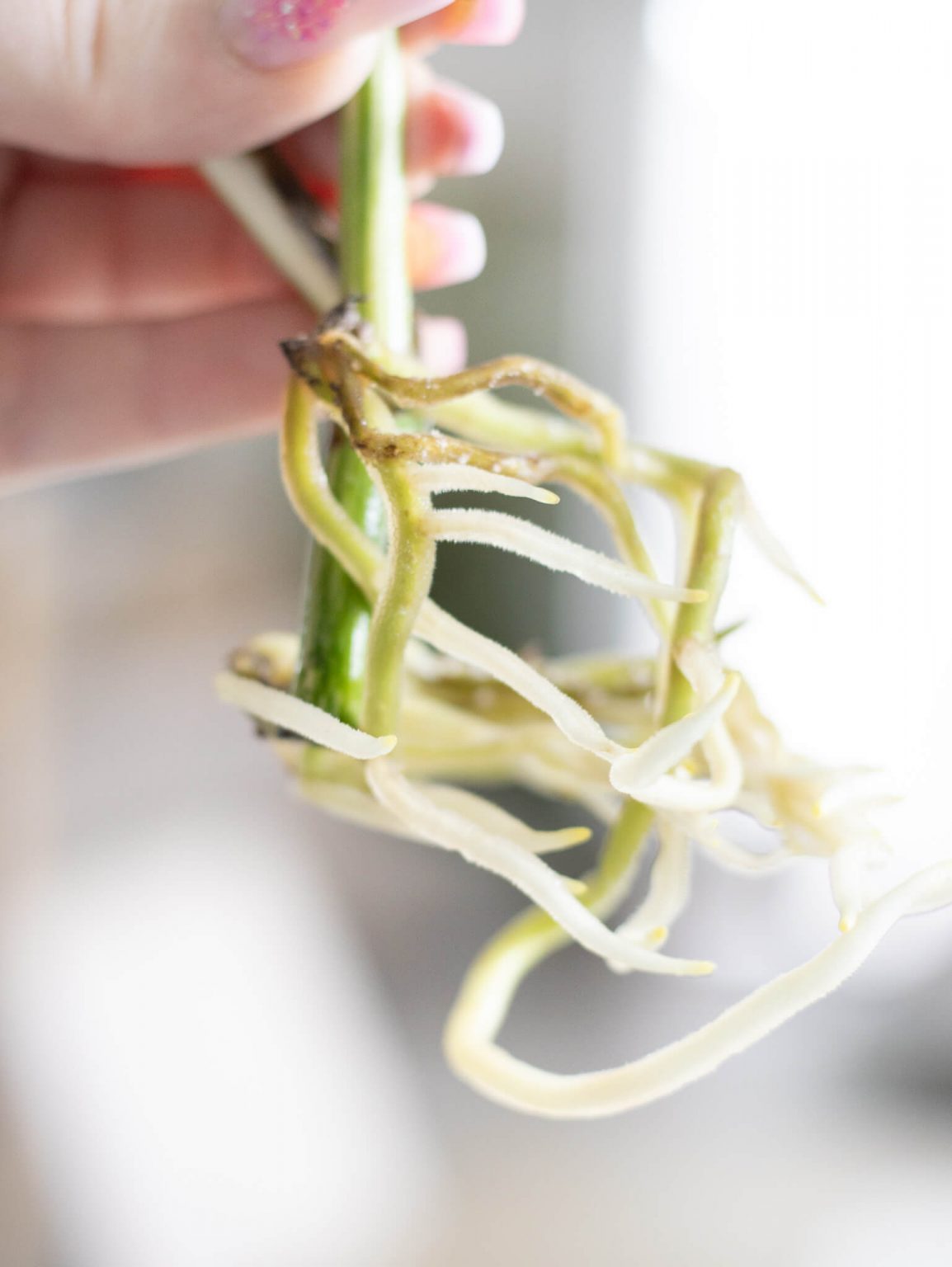 Monstera durch Ableger vermehren+ Tipps und Tricks!