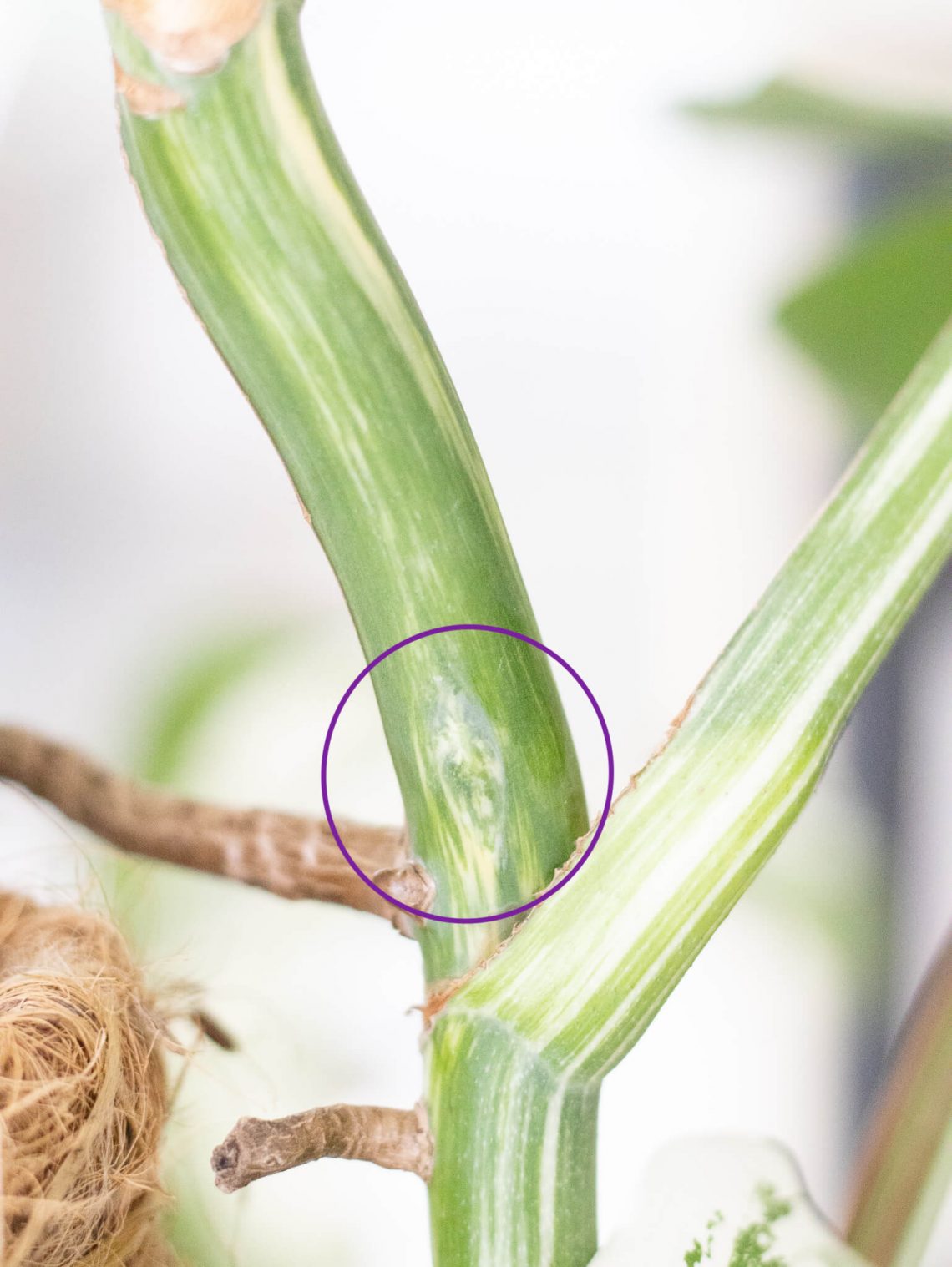 Monstera durch Ableger vermehren+ Tipps und Tricks!