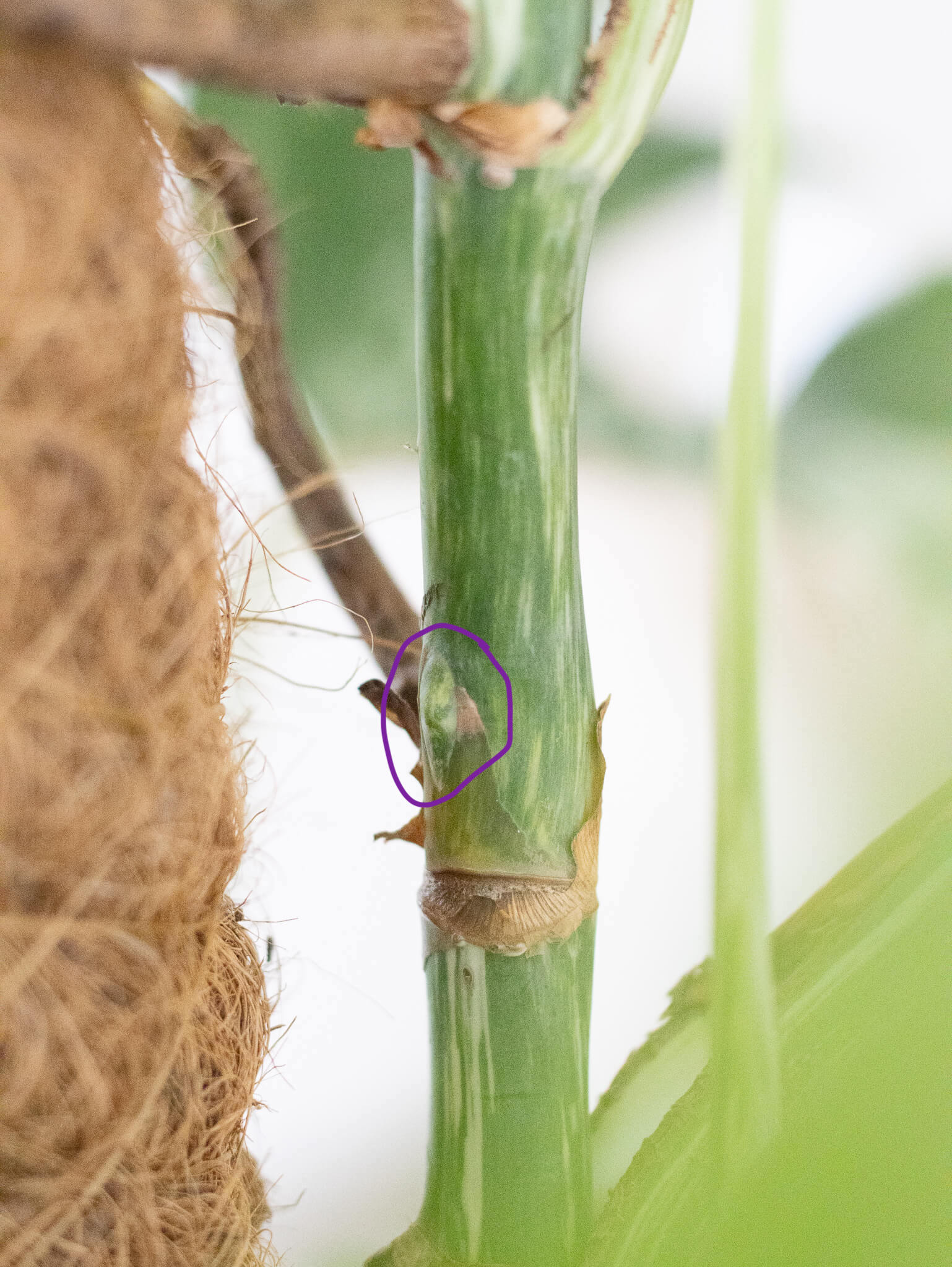 Monstera durch Ableger vermehren+ Tipps und Tricks!